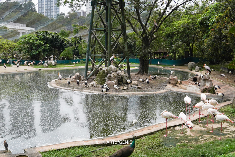 KL Bird Park (Review)-21 – oo-foodielicious