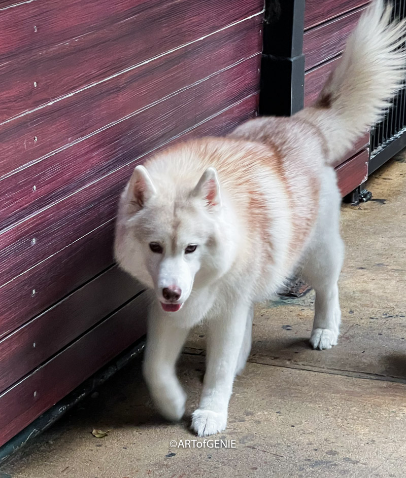 TrueLove at Neverland Husky Cafe Bangkok (Review)-14 – oo-foodielicious