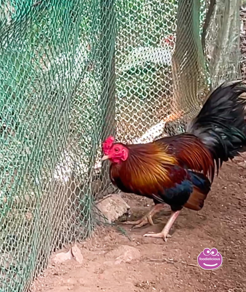 HiDEAWAY by JAMPA, Phuket – Farm Tour in Tri Vananda by Montara ...