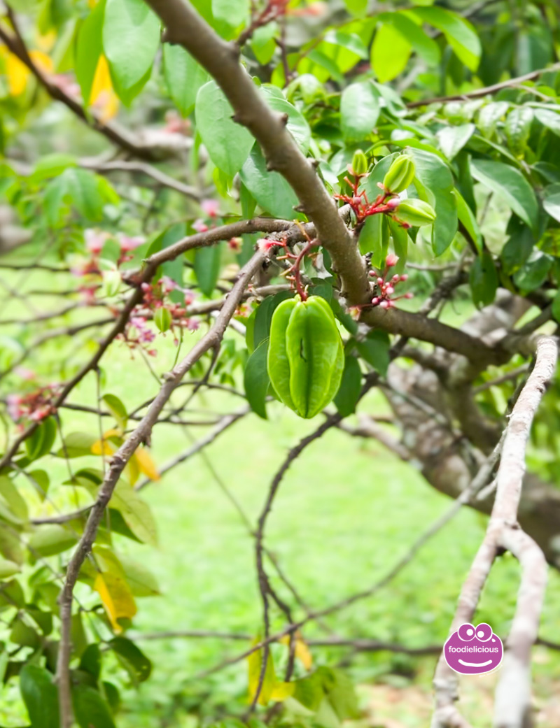 HiDEAWAY by JAMPA, Farm Tour (Review)-3 – oo-foodielicious