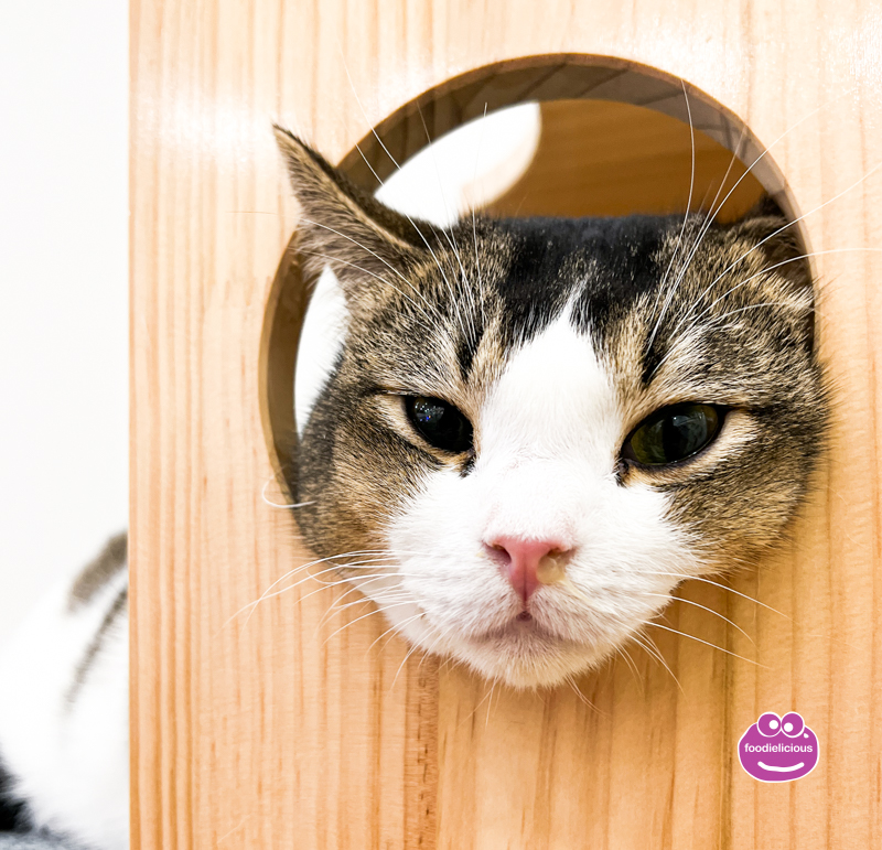 Chucky Cat Cafe, Komtar JBCC – For Cute Cats – oo-foodielicious